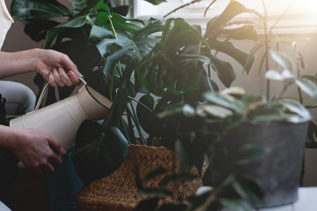 How Tending To Your Indoor Plants can Help You to be More Mindful | Blys